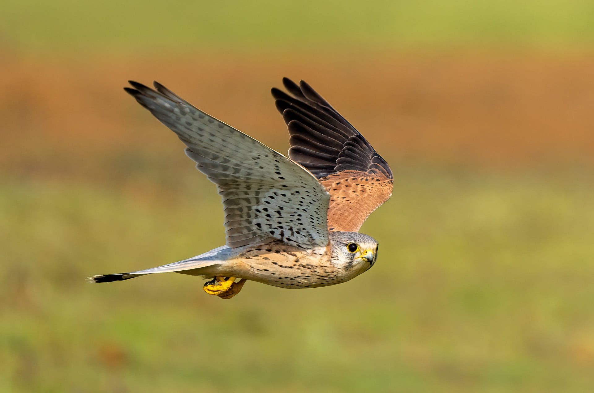 KESTREL Wallpapers - Top Free KESTREL Backgrounds - WallpaperAccess
