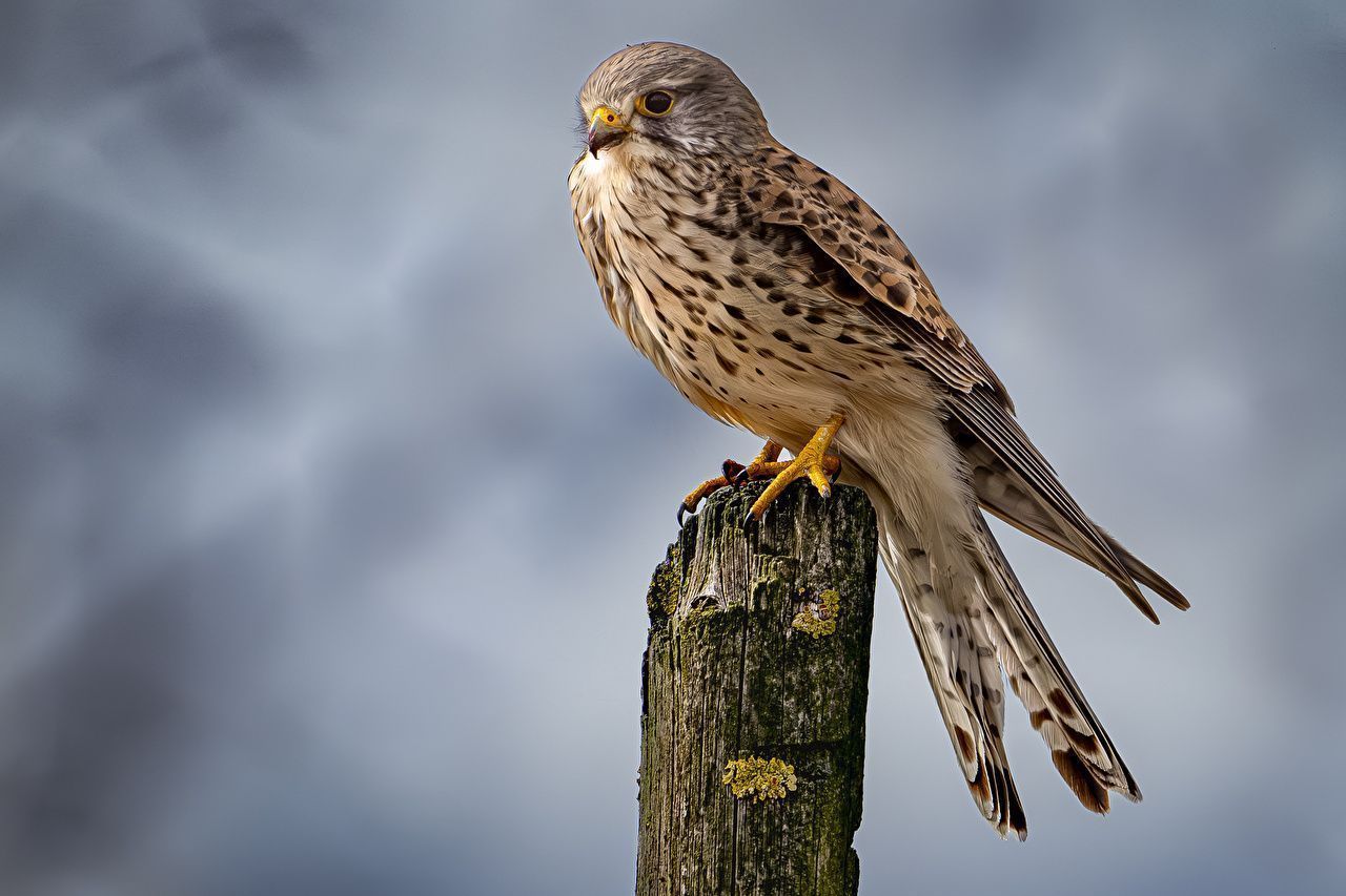 KESTREL Wallpapers - Top Free KESTREL Backgrounds - WallpaperAccess