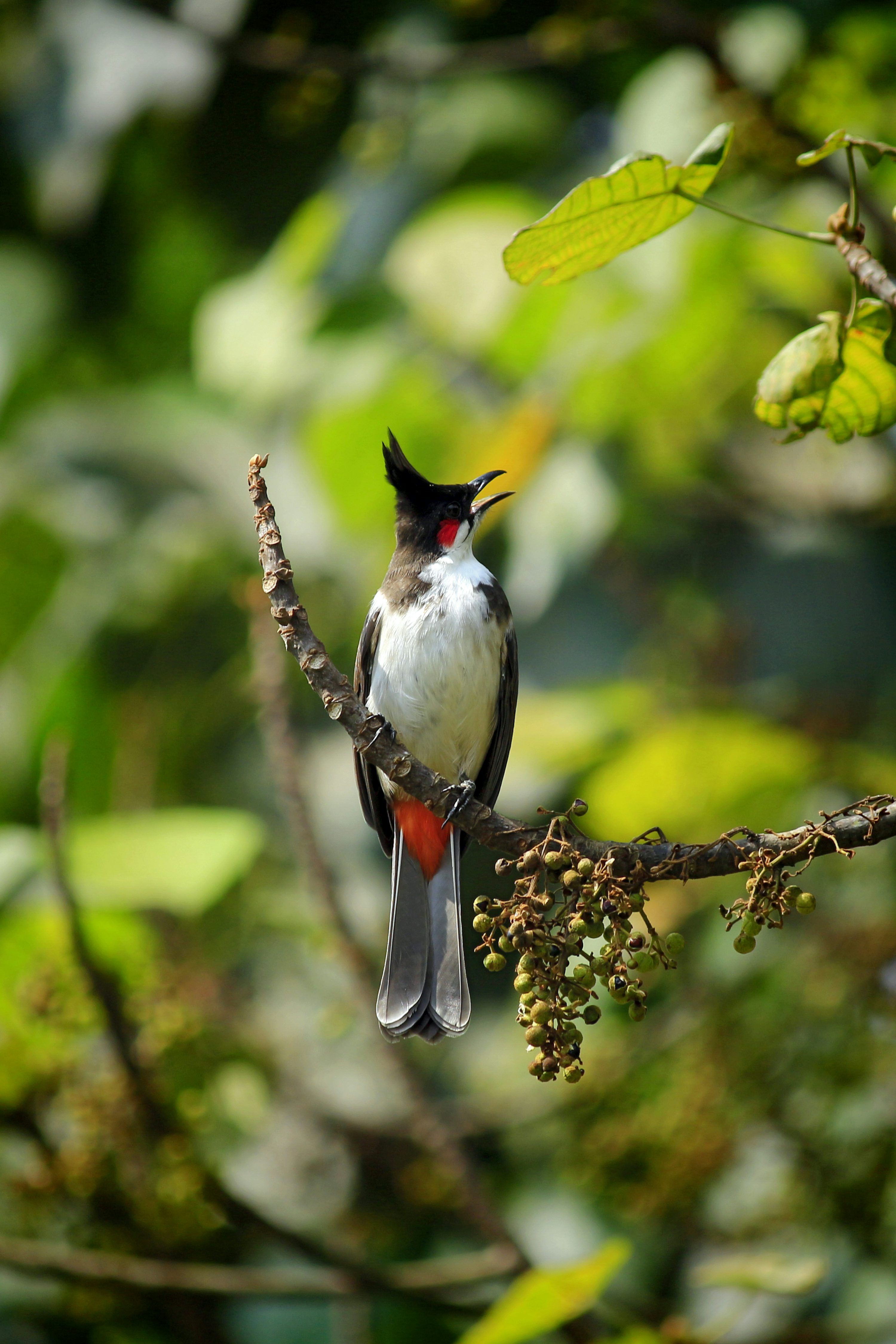Bulbul Wallpapers - Top Free Bulbul Backgrounds - WallpaperAccess
