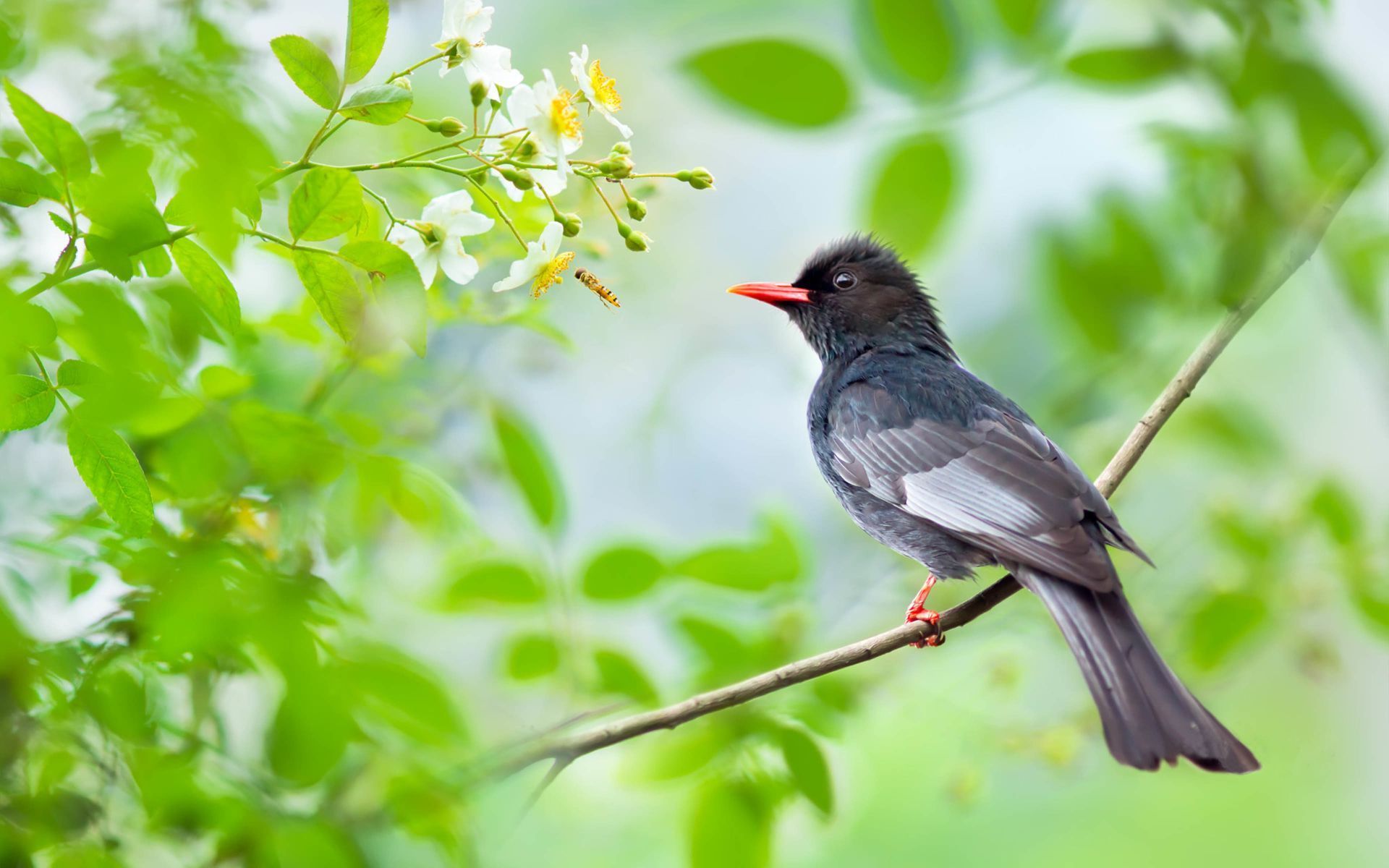 Bulbul Wallpapers - Top Free Bulbul Backgrounds - WallpaperAccess