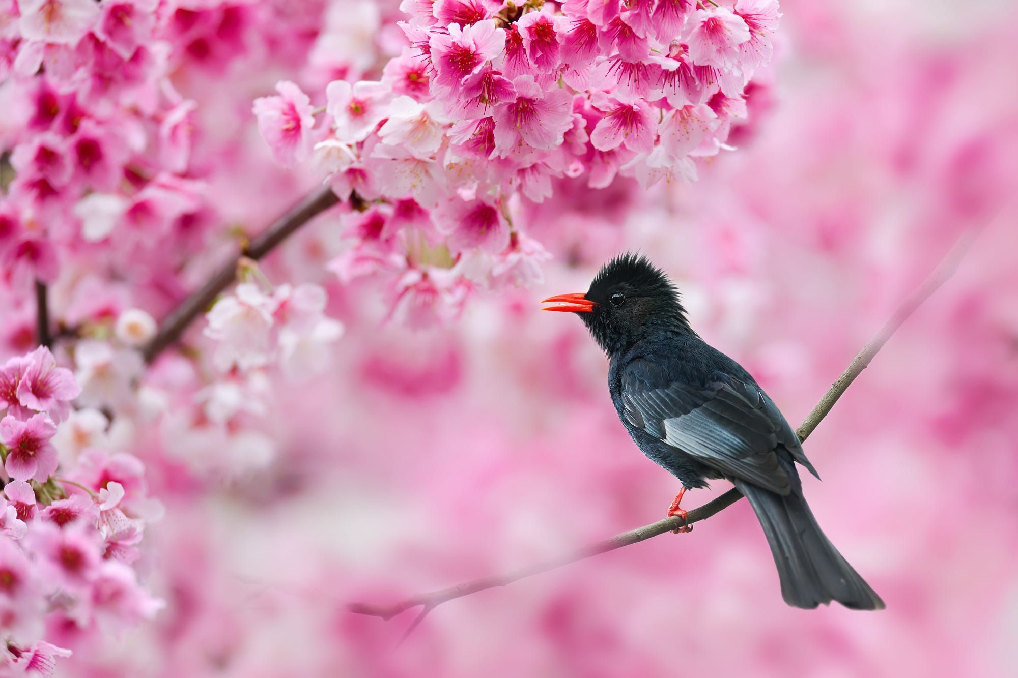 Bulbul Wallpapers - Top Free Bulbul Backgrounds - WallpaperAccess