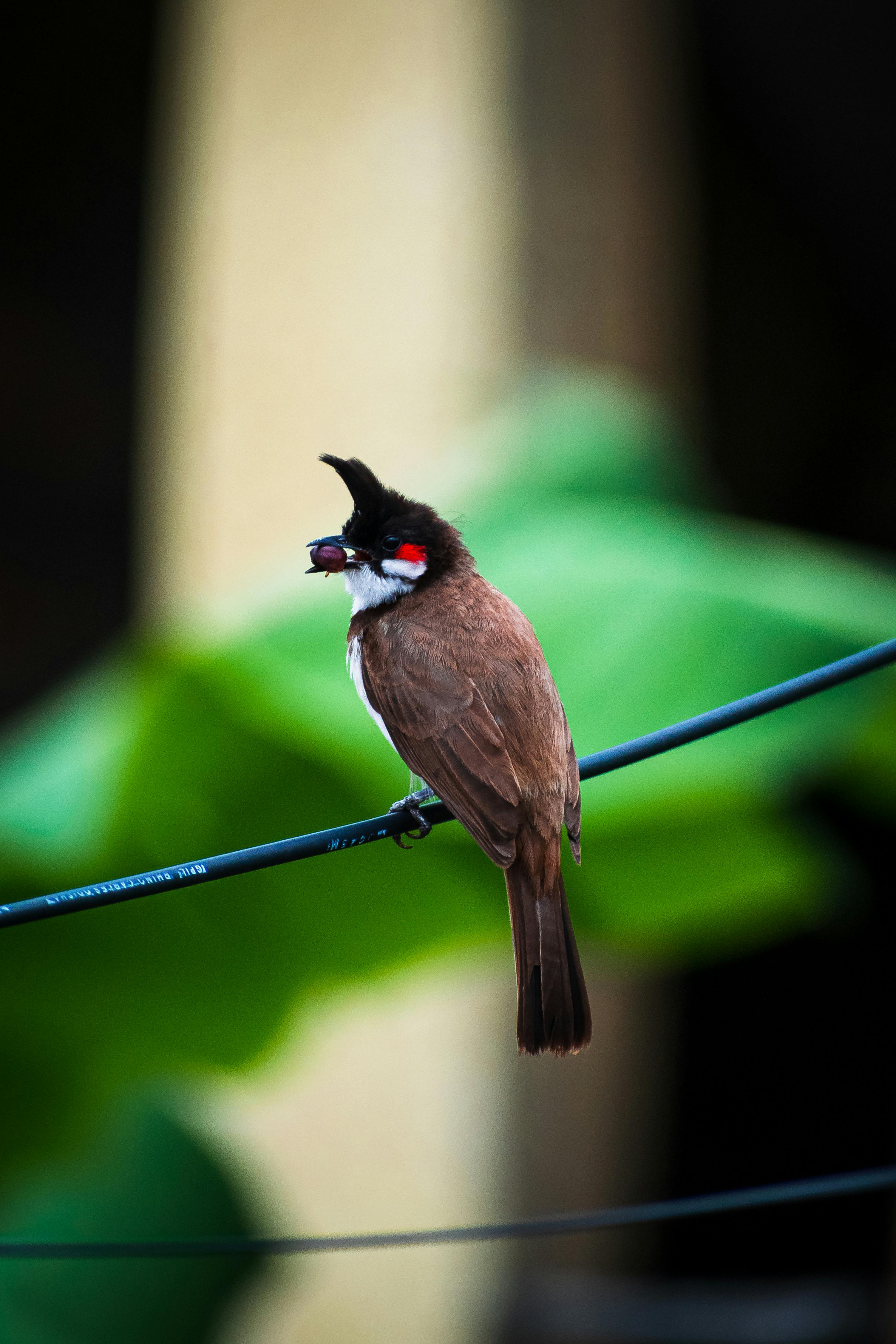 Bulbul Wallpapers - Top Free Bulbul Backgrounds - WallpaperAccess