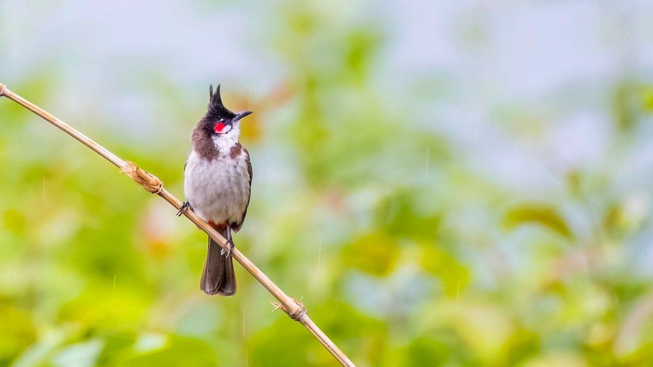 Bulbul Wallpapers - Top Free Bulbul Backgrounds - WallpaperAccess