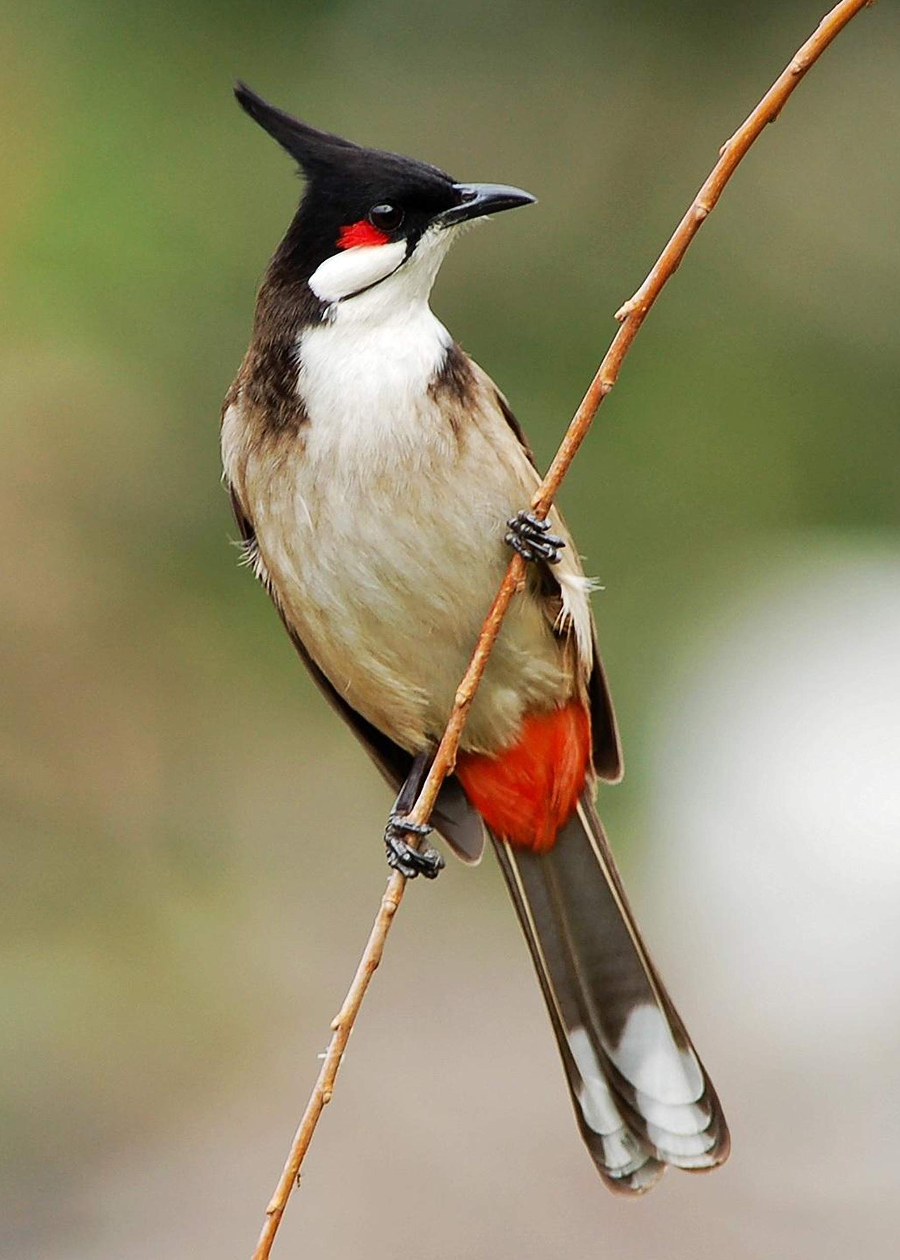 Bulbul Wallpapers - Top Free Bulbul Backgrounds - WallpaperAccess