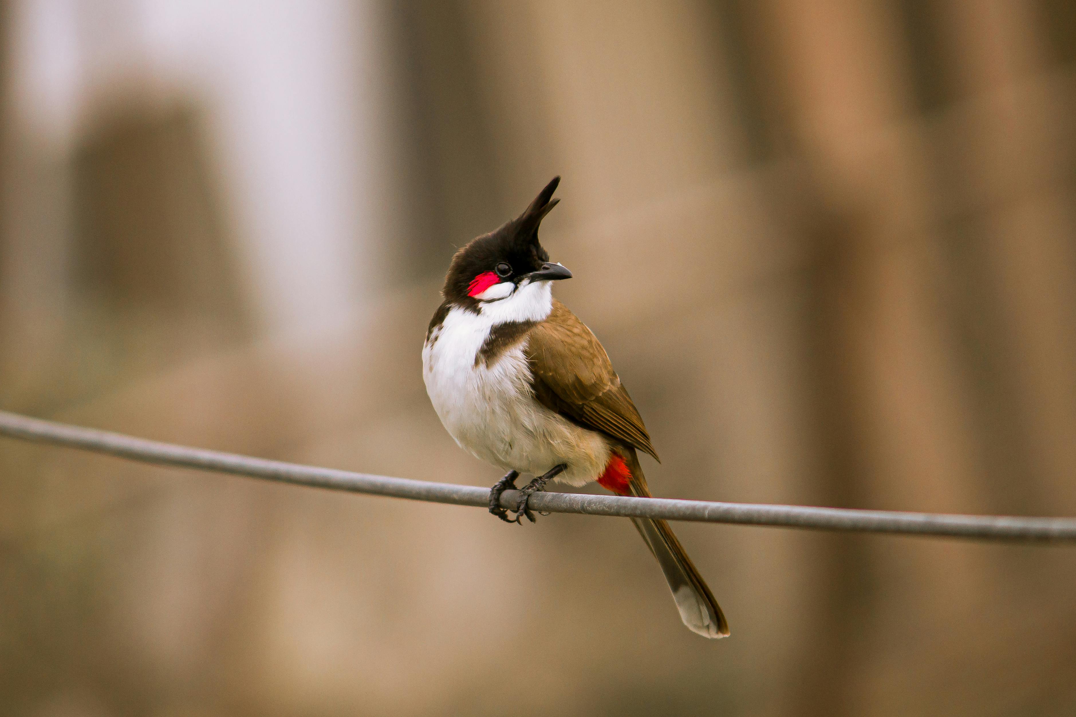 Bulbul Wallpapers - Top Free Bulbul Backgrounds - WallpaperAccess