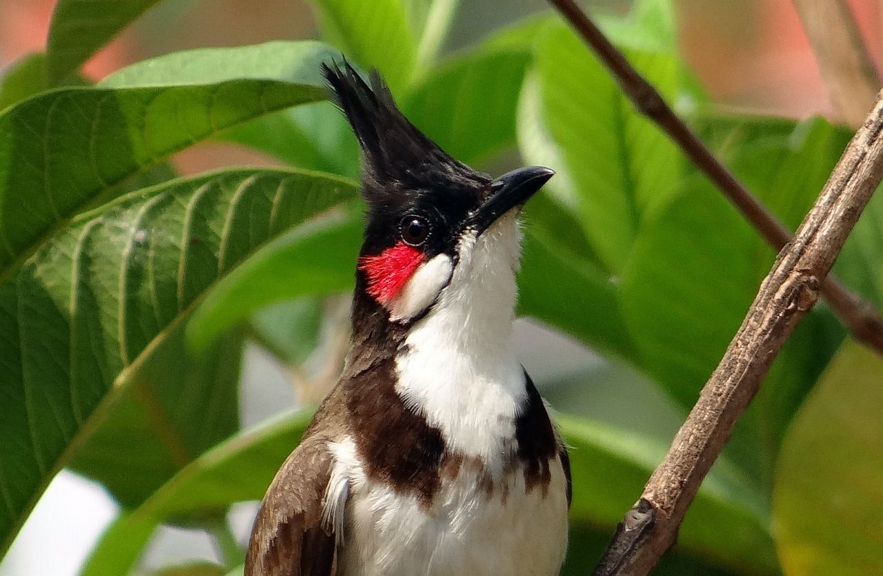 Bulbul Wallpapers - Top Free Bulbul Backgrounds - WallpaperAccess