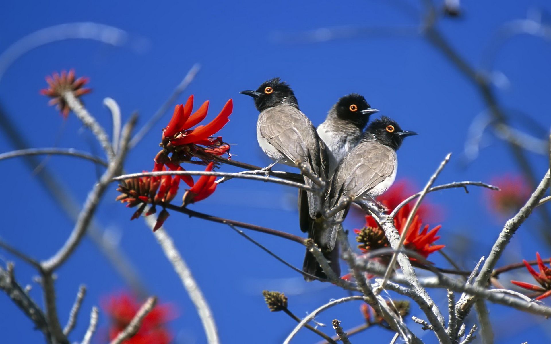 Bulbul Wallpapers - Top Free Bulbul Backgrounds - WallpaperAccess