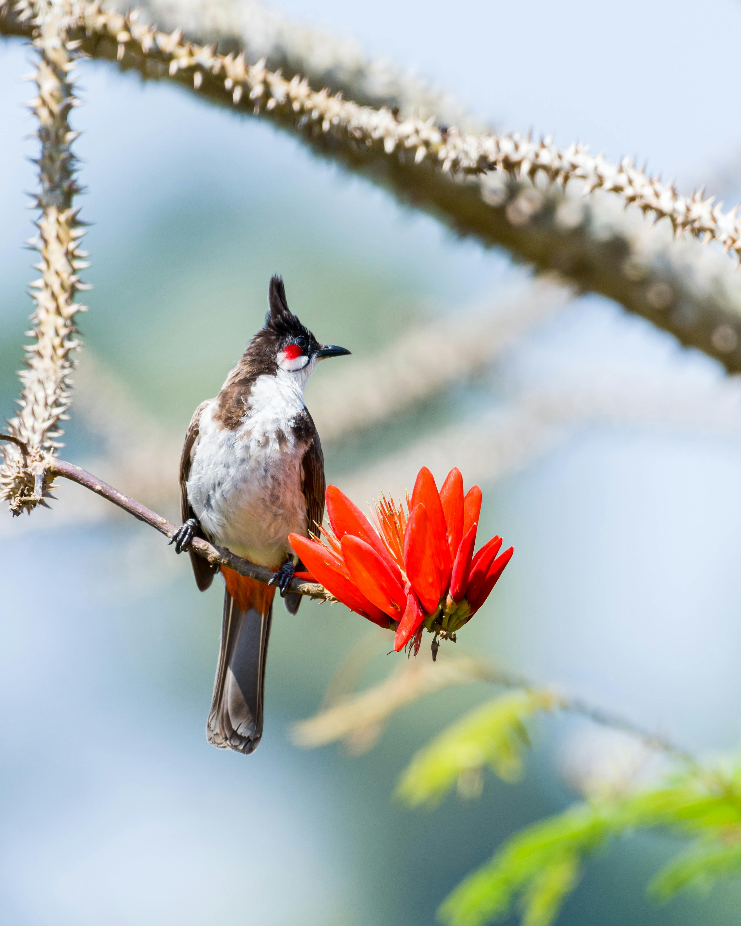 Bulbul Wallpapers - Top Free Bulbul Backgrounds - WallpaperAccess