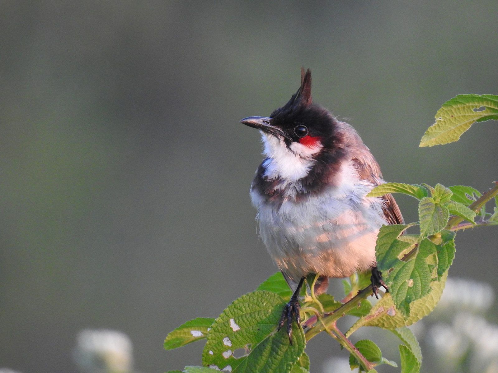Bulbul Wallpapers - Top Free Bulbul Backgrounds - WallpaperAccess