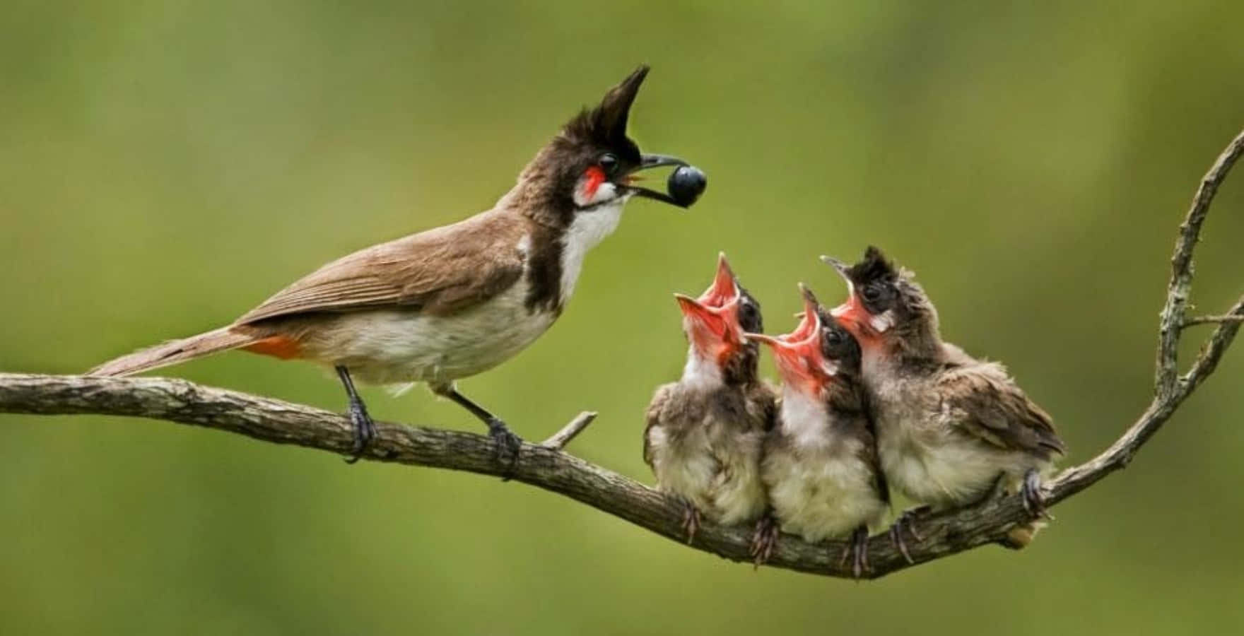 Bulbul Wallpapers - Top Free Bulbul Backgrounds - WallpaperAccess