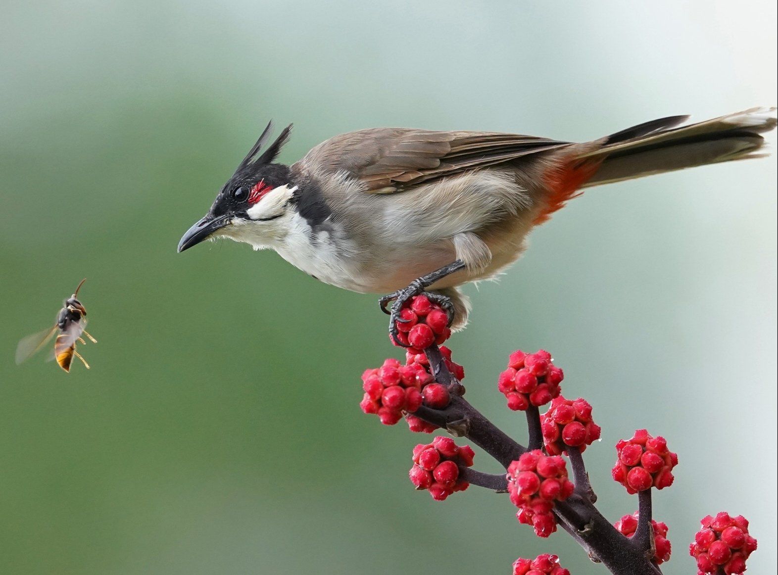 Bulbul Wallpapers - Top Free Bulbul Backgrounds - WallpaperAccess