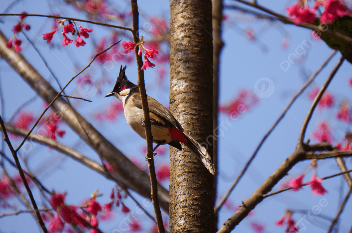Bulbul Wallpapers - Top Free Bulbul Backgrounds - WallpaperAccess