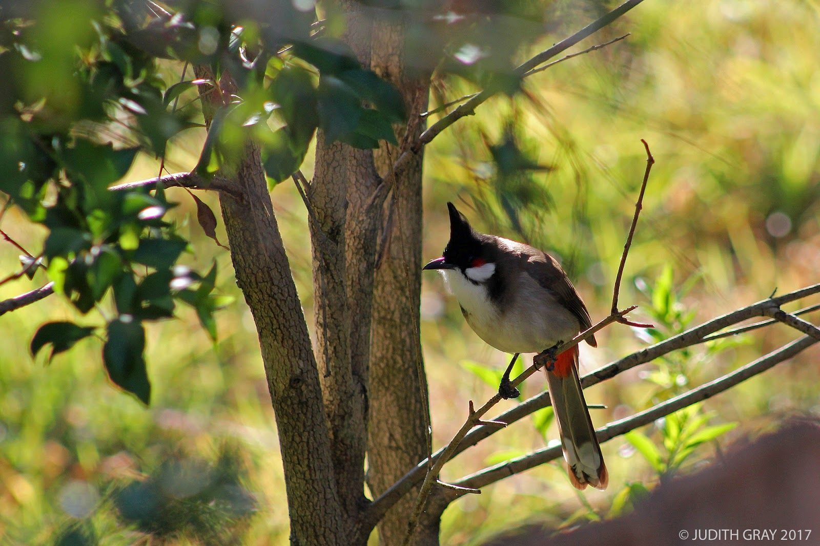 Bulbul Wallpapers - Top Free Bulbul Backgrounds - WallpaperAccess