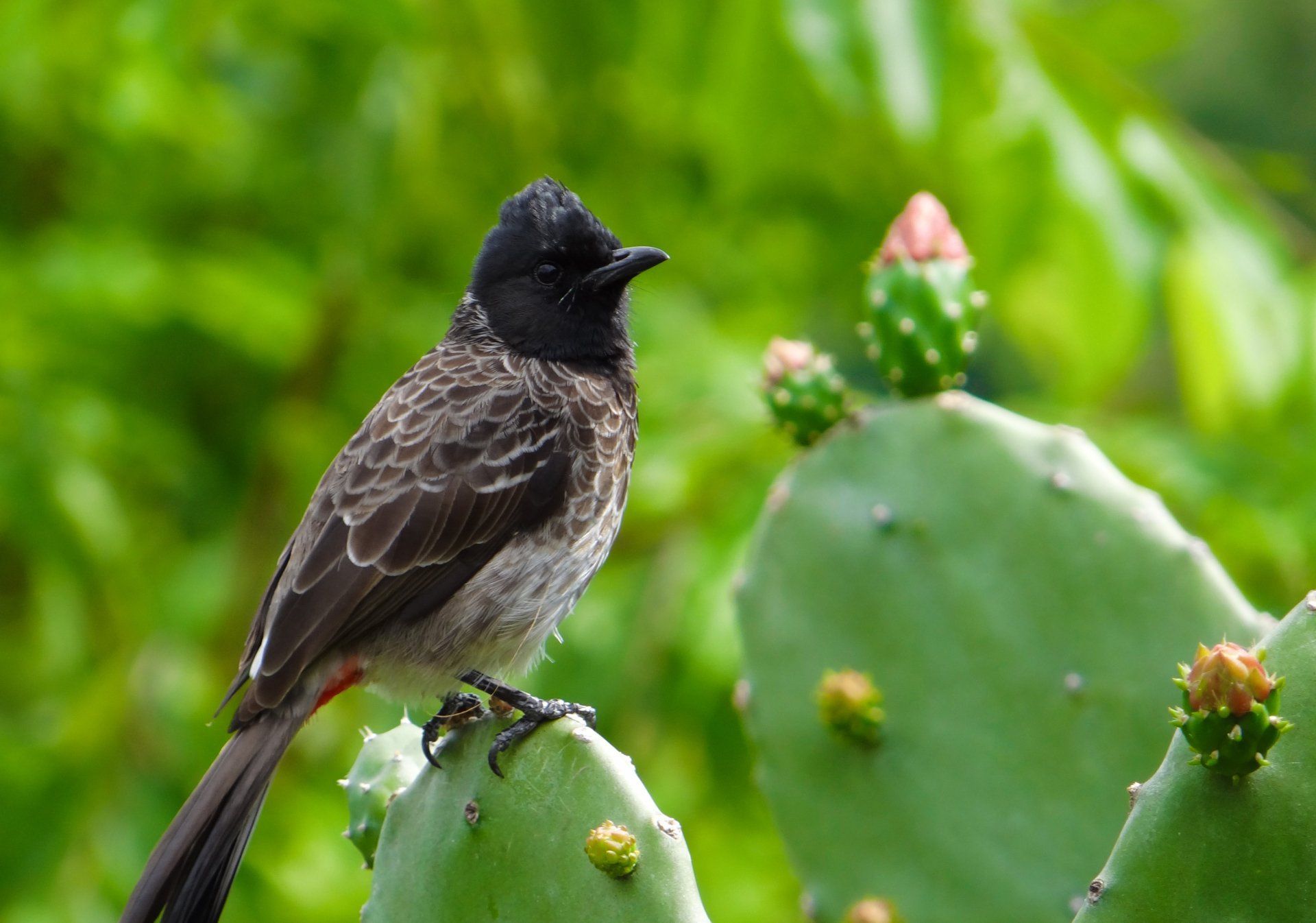 Bulbul Wallpapers - Top Free Bulbul Backgrounds - WallpaperAccess