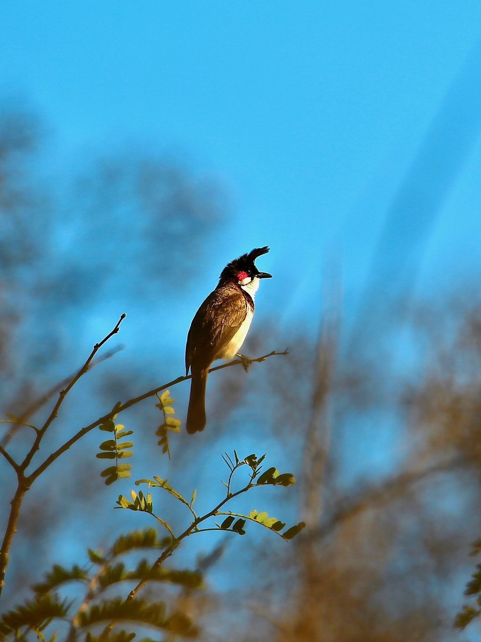 Bulbul Wallpapers - Top Free Bulbul Backgrounds - WallpaperAccess