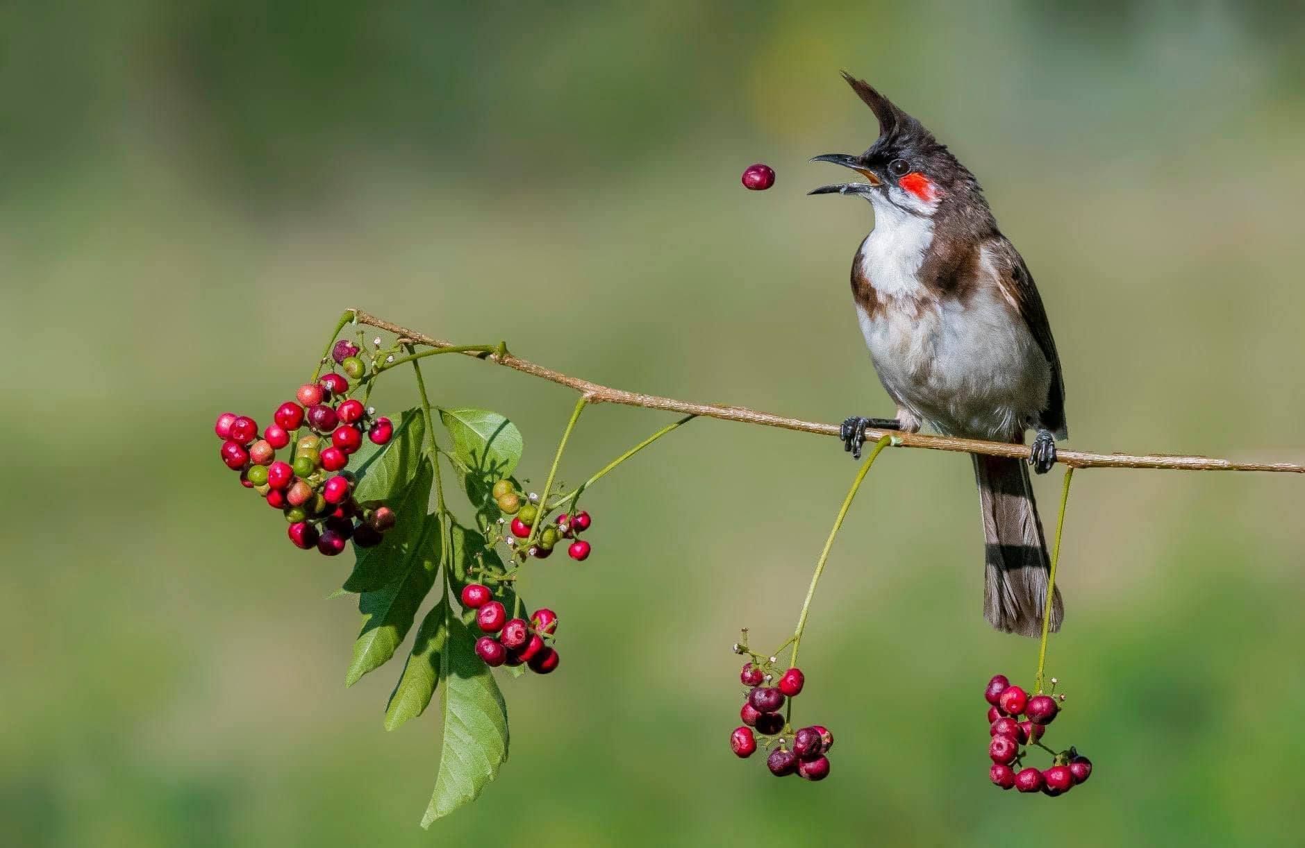 Bulbul Wallpapers - Top Free Bulbul Backgrounds - WallpaperAccess