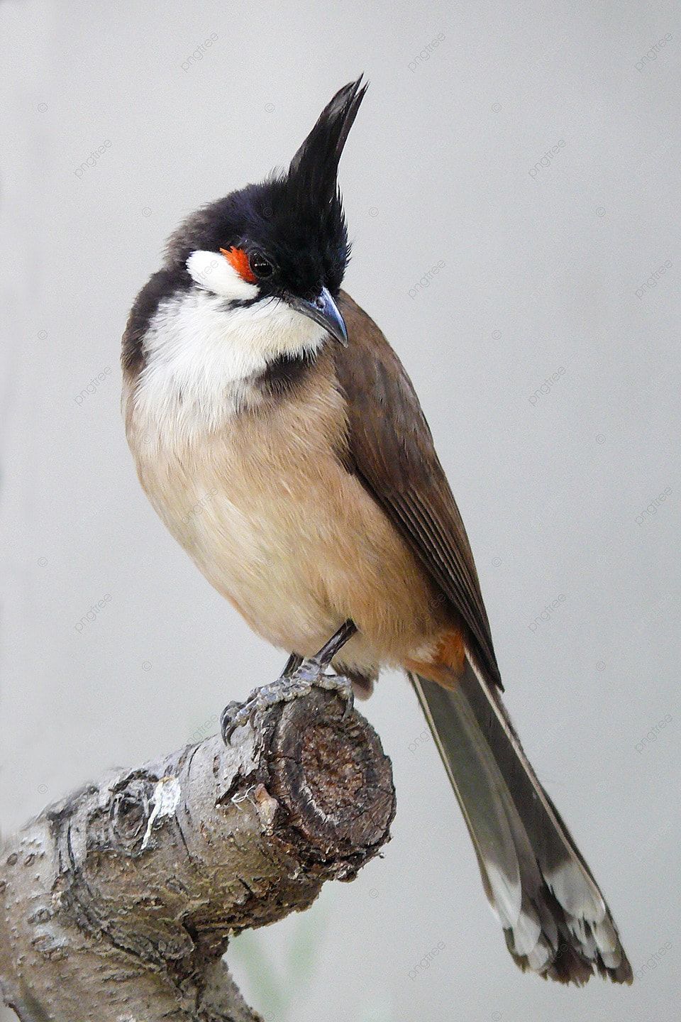 Bulbul Wallpapers - Top Free Bulbul Backgrounds - WallpaperAccess