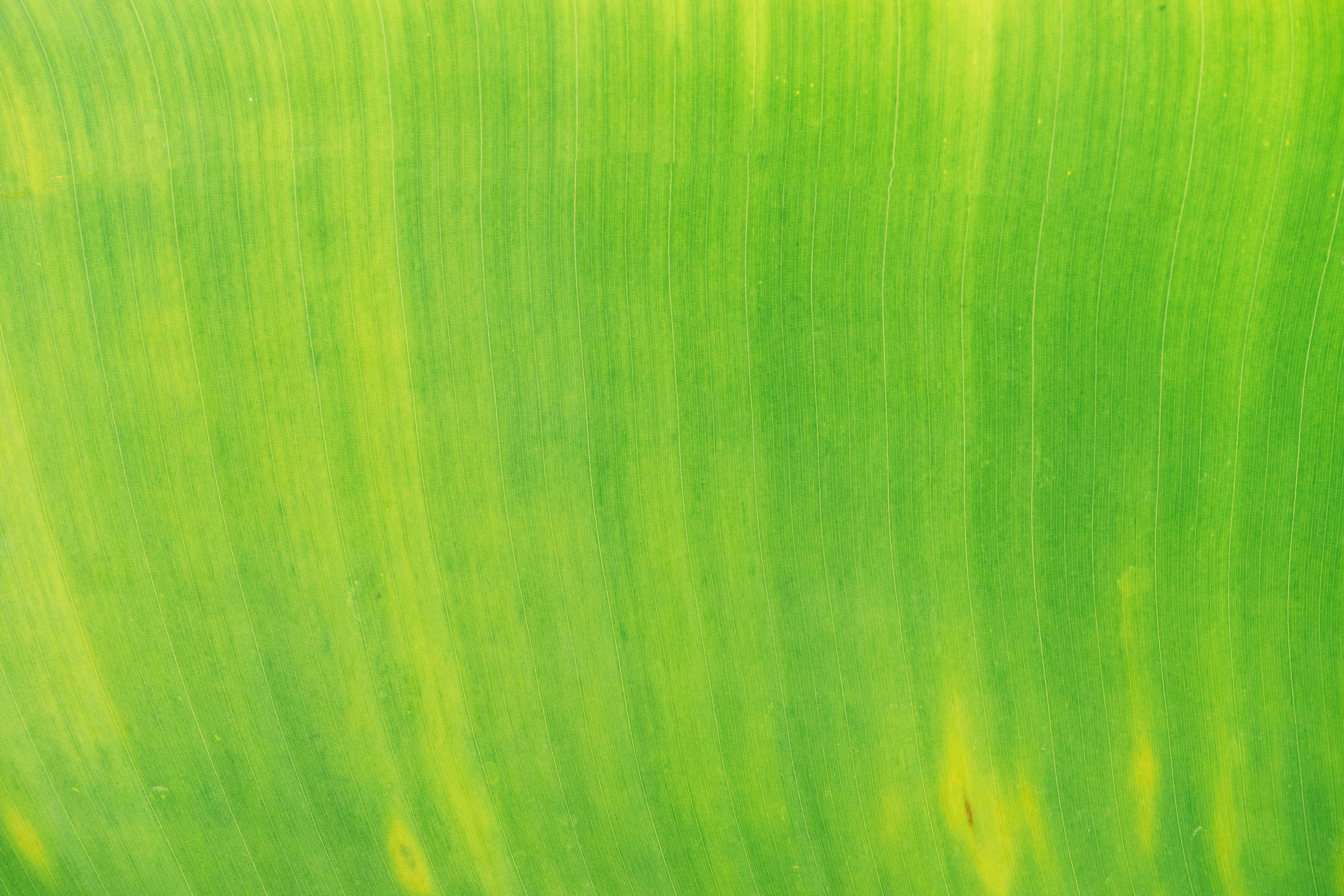 Light Green Texture Wallpapers - Top Free Light Green Texture ...
