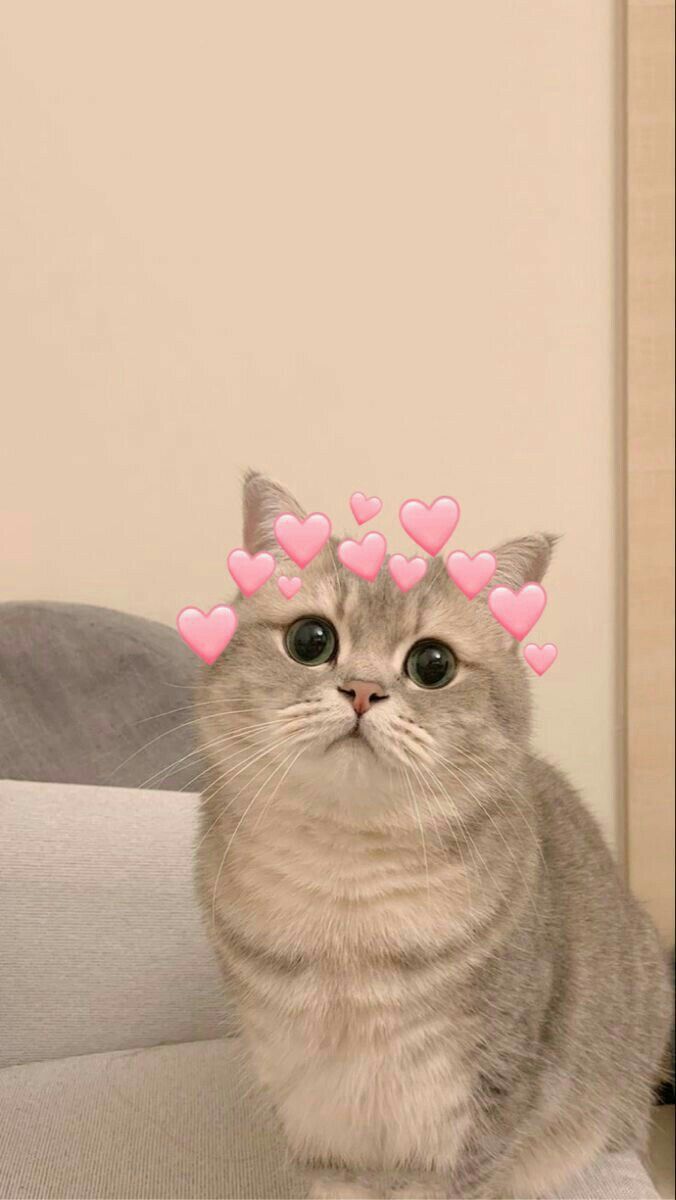 Kucing Lucu Wallpapers - Top Free Kucing Lucu Backgrounds - WallpaperAccess