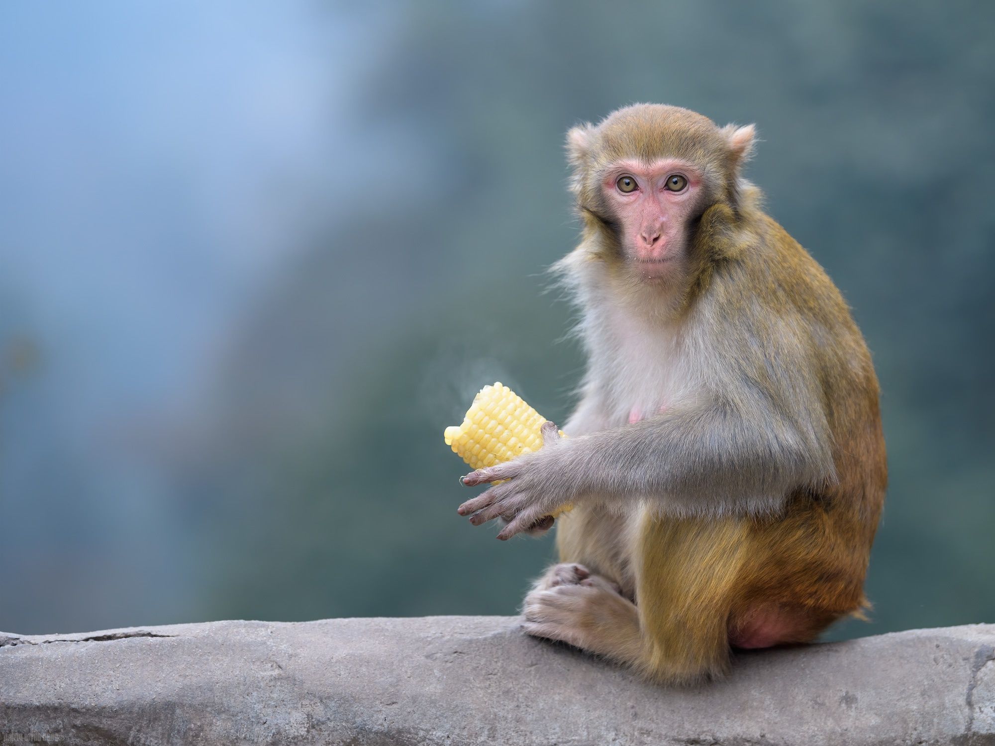 Macaque Wallpapers - Top Free Macaque Backgrounds - WallpaperAccess