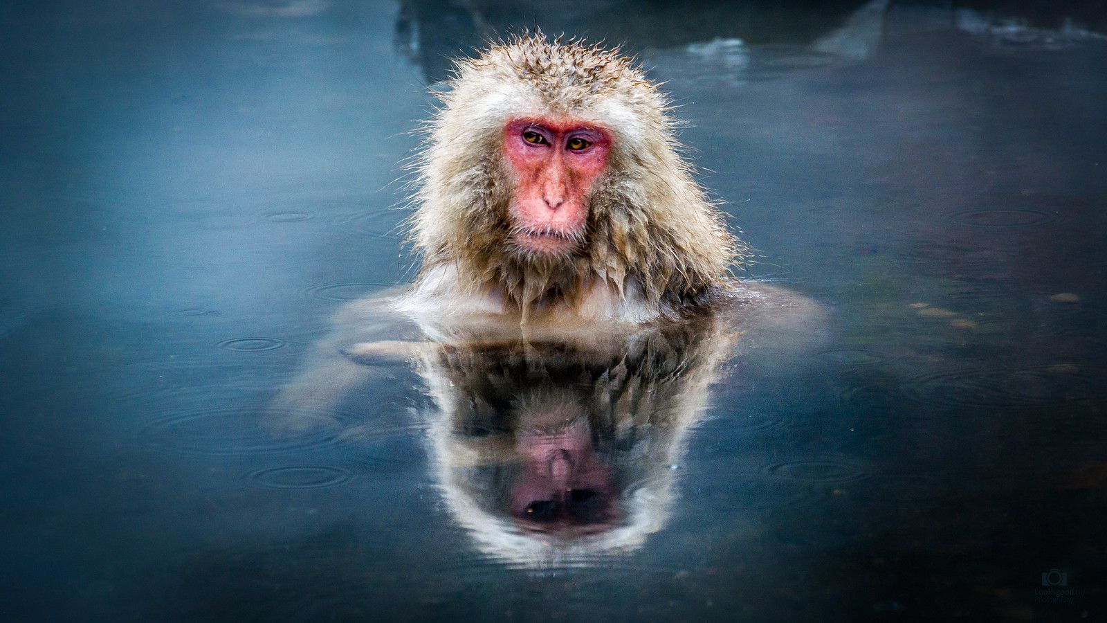 Macaque Wallpapers - Top Free Macaque Backgrounds - WallpaperAccess