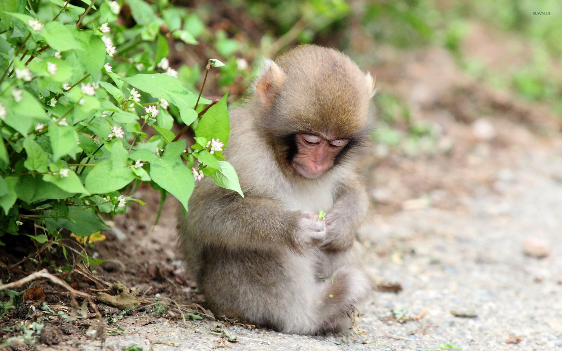 Macaque Wallpapers - Top Free Macaque Backgrounds - WallpaperAccess