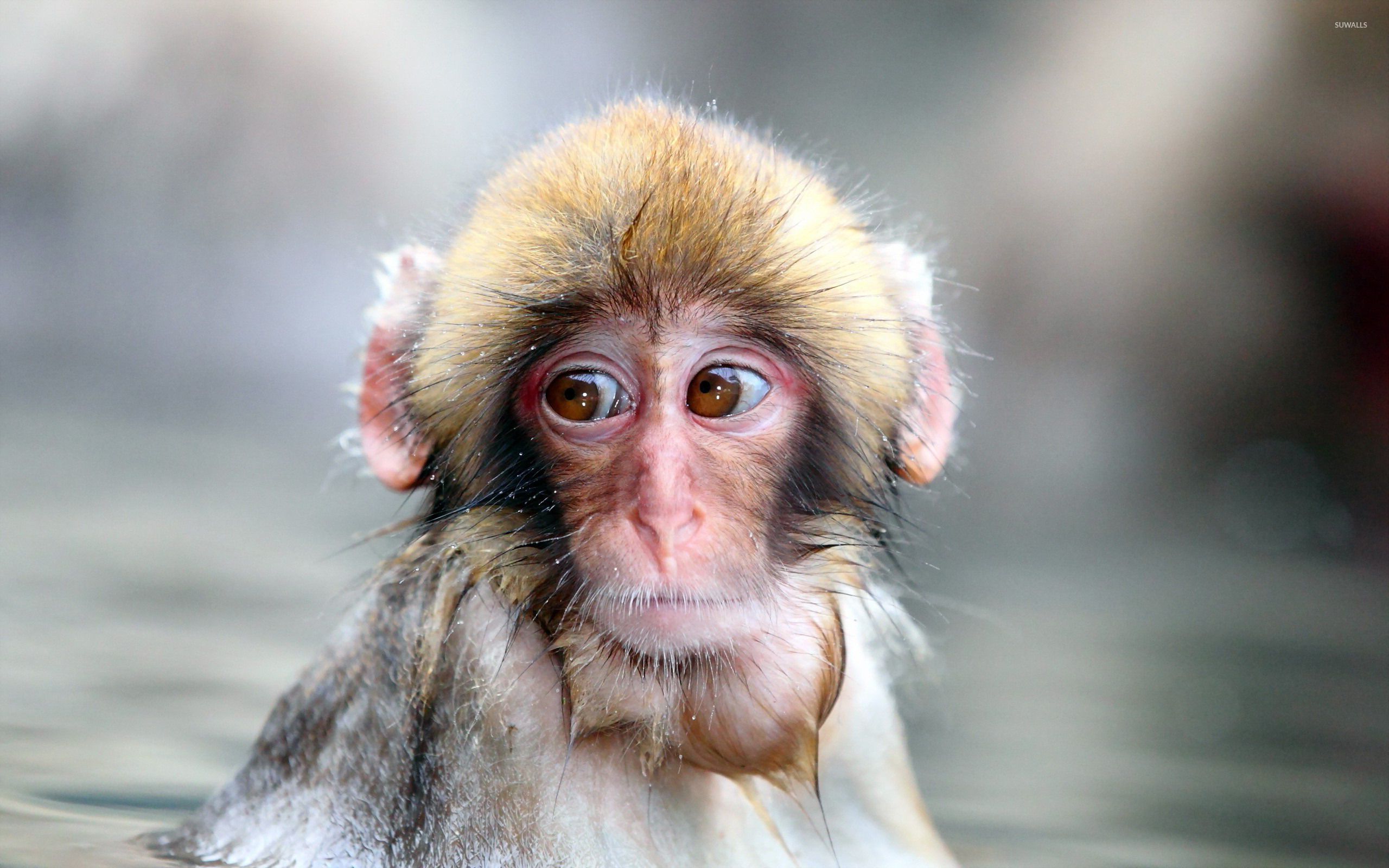 Macaque Wallpapers - Top Free Macaque Backgrounds - WallpaperAccess