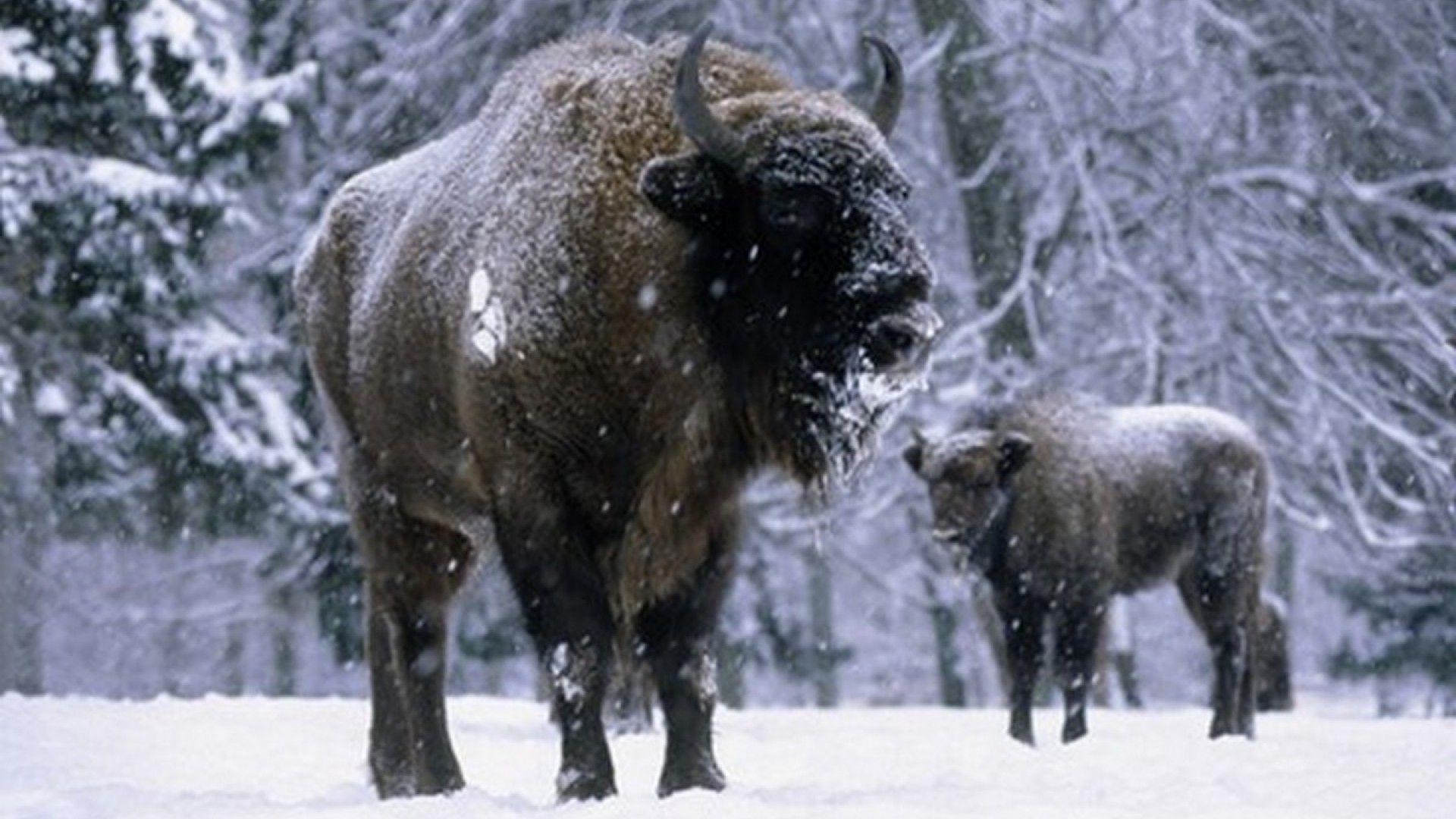 Native American Buffalo Wallpapers - Top Free Native American Buffalo ...