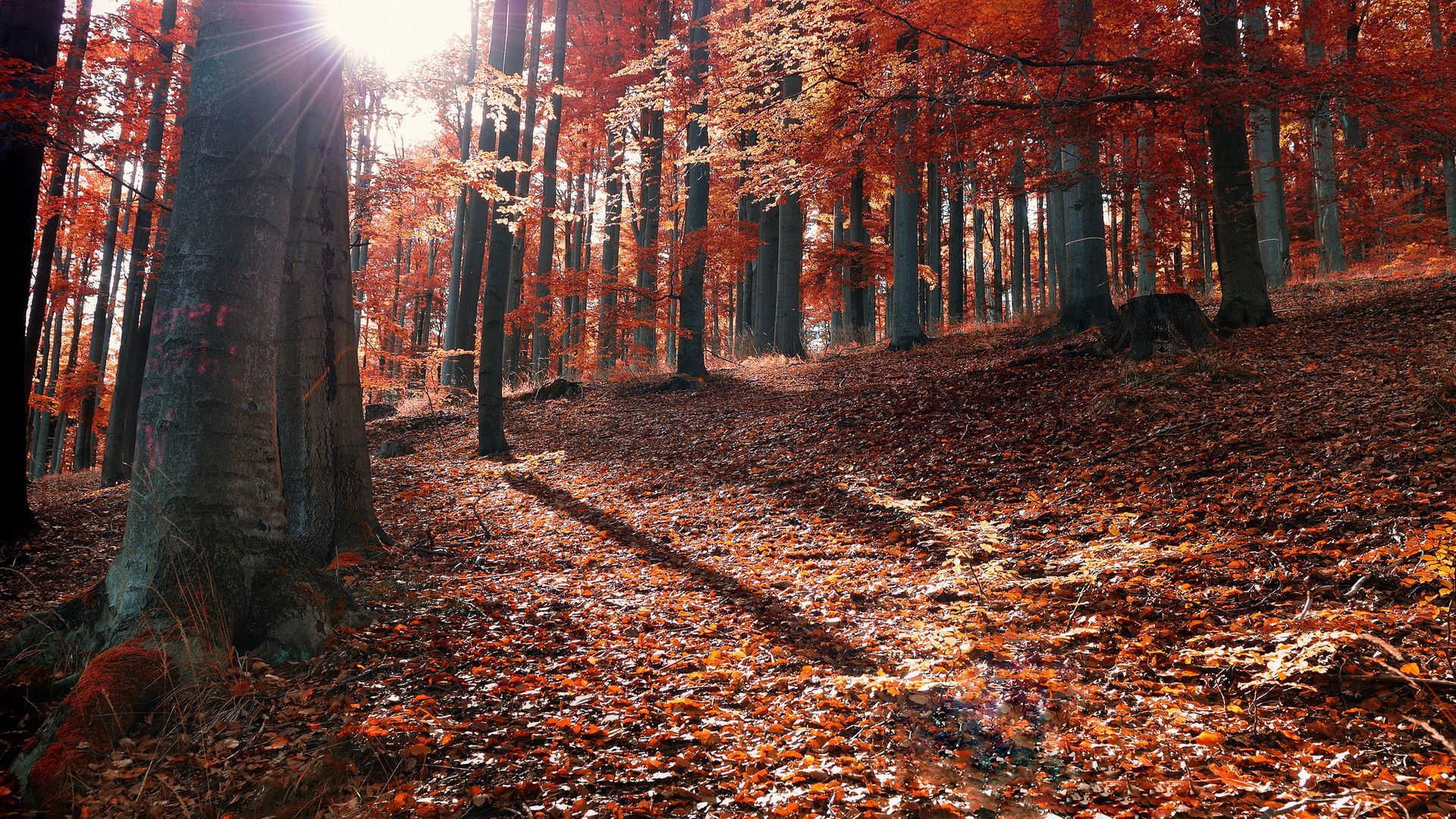 Late Fall Wallpapers - Top Free Late Fall Backgrounds - WallpaperAccess