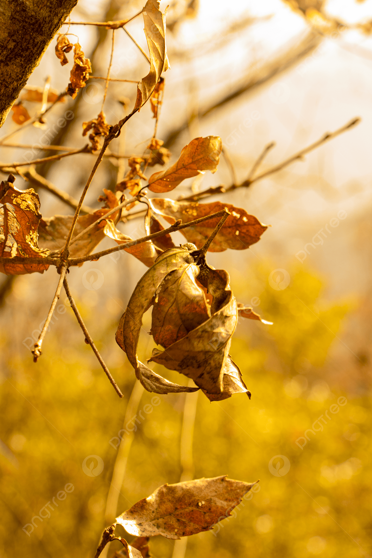Late Fall Wallpapers - Top Free Late Fall Backgrounds - WallpaperAccess