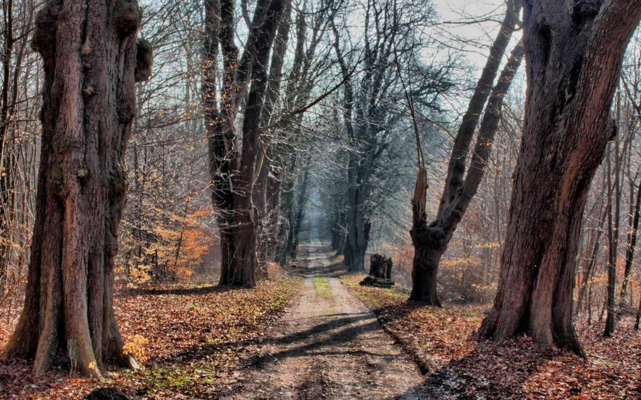 Late Fall Wallpapers - Top Free Late Fall Backgrounds - WallpaperAccess