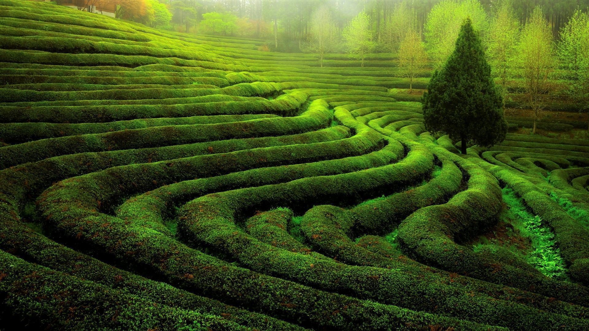 Tea Tree Wallpapers - Top Free Tea Tree Backgrounds - WallpaperAccess