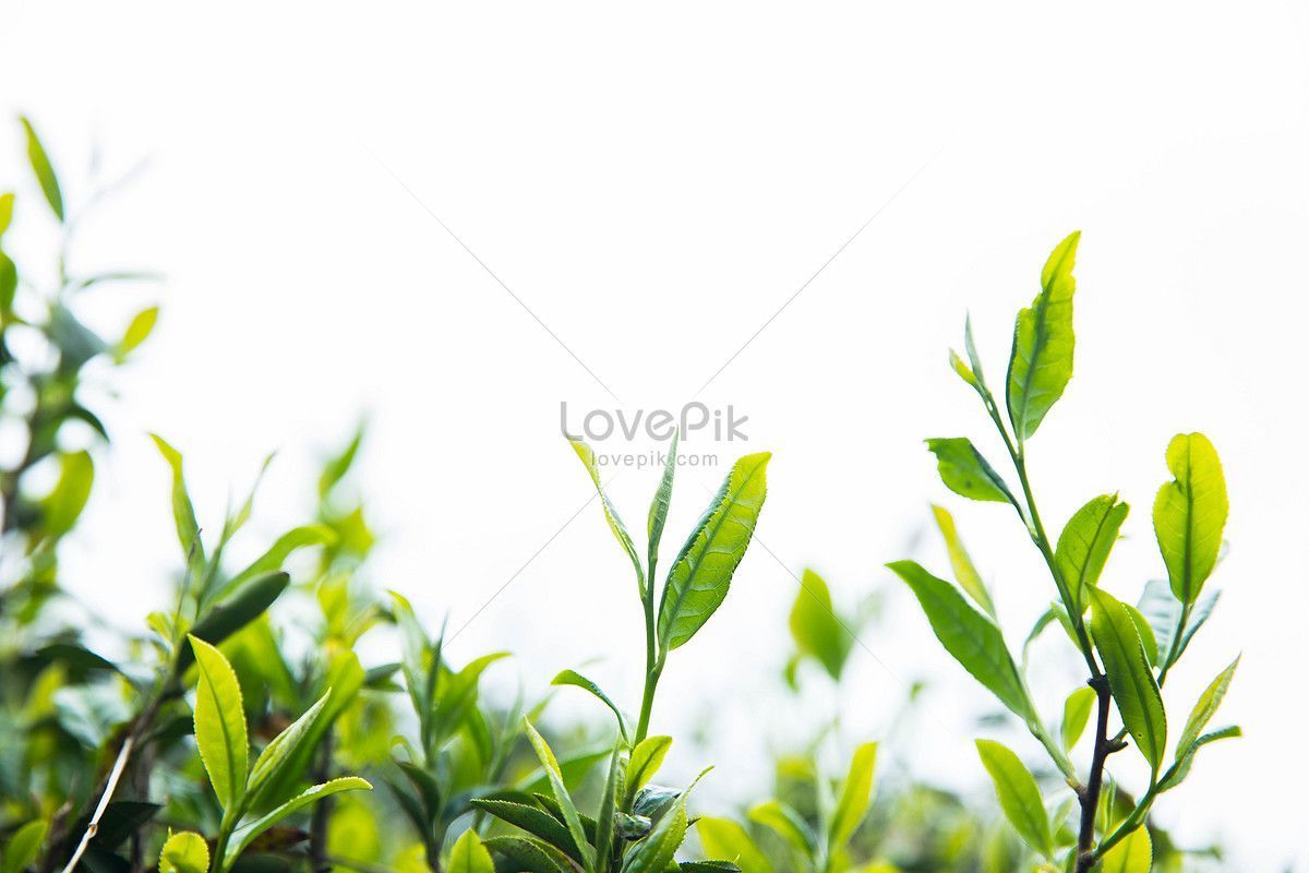 Tea Tree Wallpapers - Top Free Tea Tree Backgrounds - WallpaperAccess
