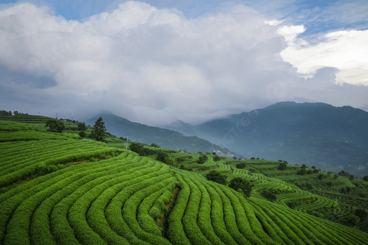 Tea Tree Wallpapers - Top Free Tea Tree Backgrounds - WallpaperAccess