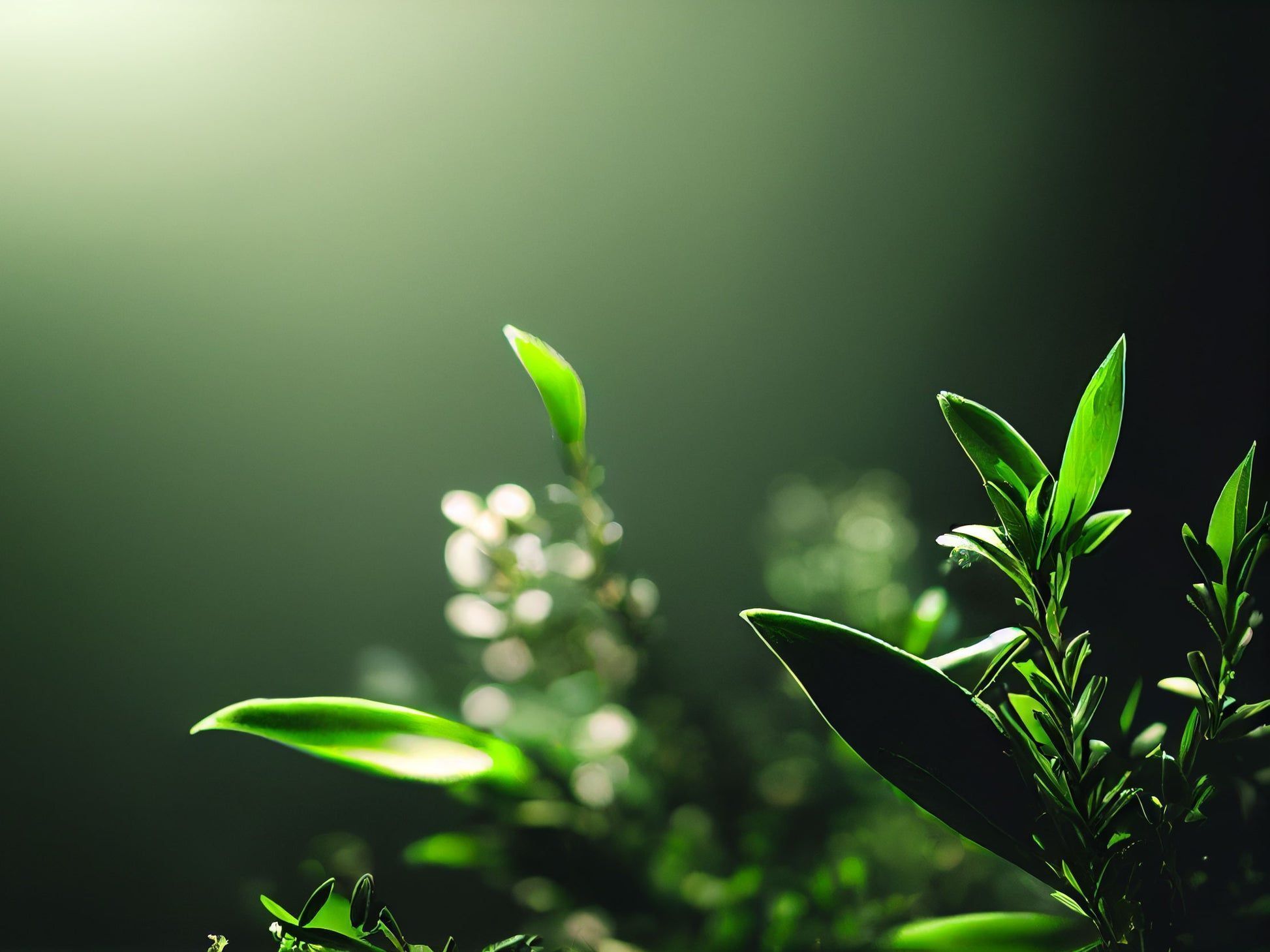 Tea Tree Wallpapers - Top Free Tea Tree Backgrounds - WallpaperAccess