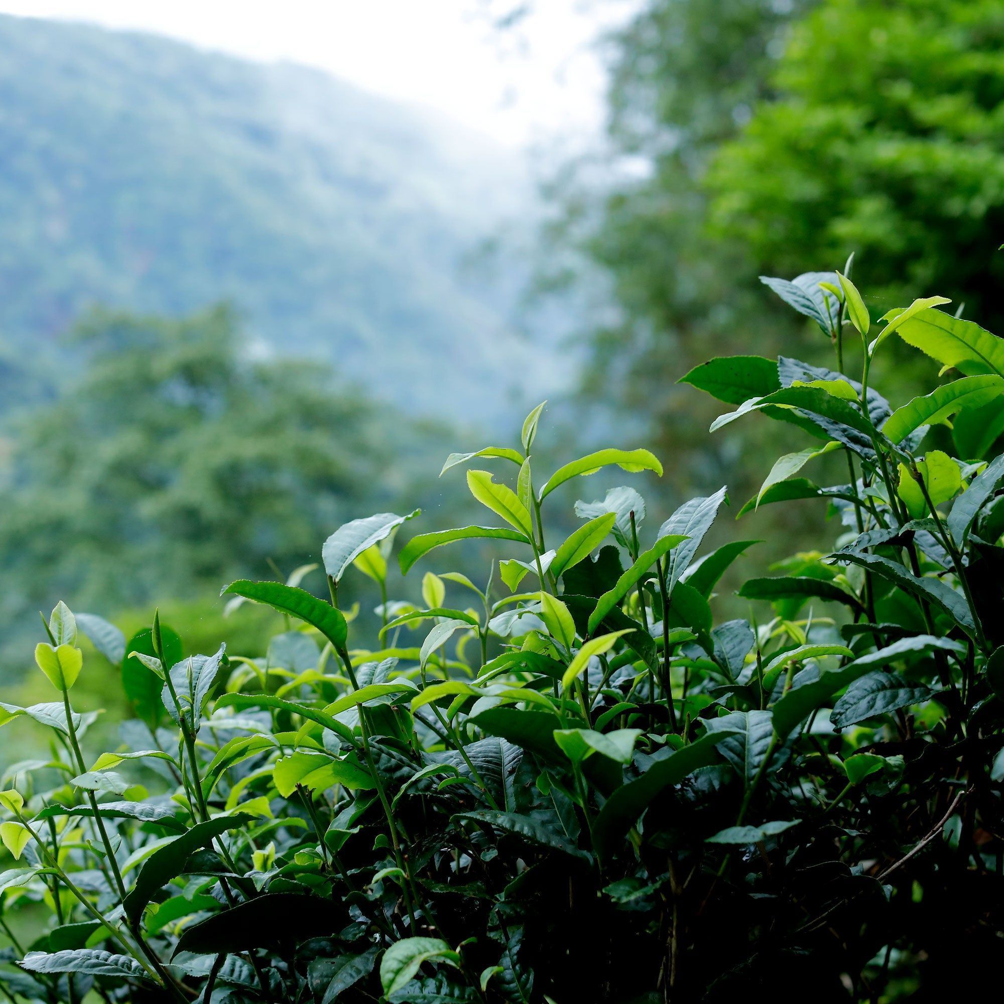 Tea Tree Wallpapers - Top Free Tea Tree Backgrounds - WallpaperAccess