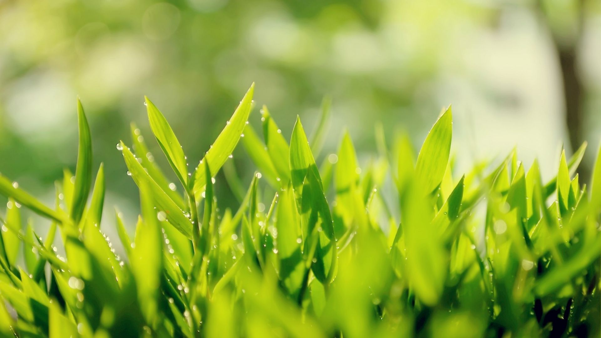 Tea Tree Wallpapers - Top Free Tea Tree Backgrounds - WallpaperAccess