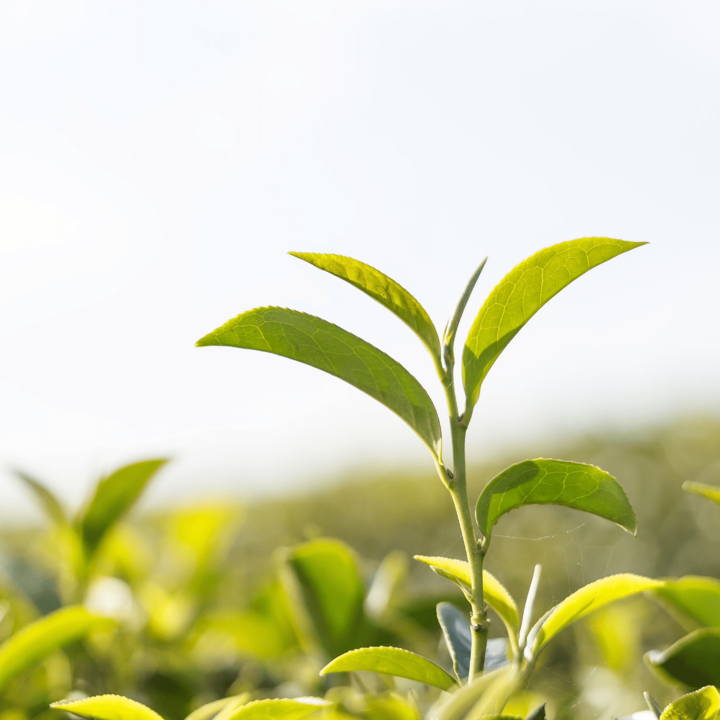 Tea Tree Wallpapers - Top Free Tea Tree Backgrounds - WallpaperAccess