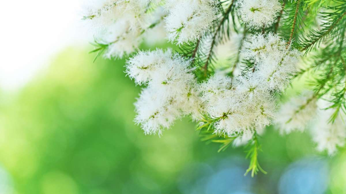 Tea Tree Wallpapers - Top Free Tea Tree Backgrounds - WallpaperAccess