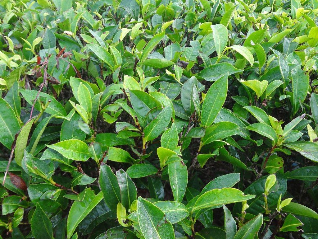 Tea Tree Wallpapers - Top Free Tea Tree Backgrounds - WallpaperAccess