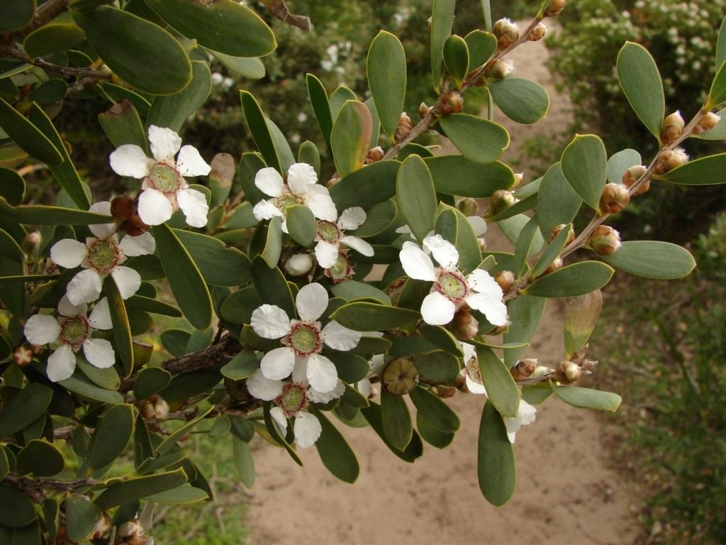 Tea Tree Wallpapers - Top Free Tea Tree Backgrounds - WallpaperAccess