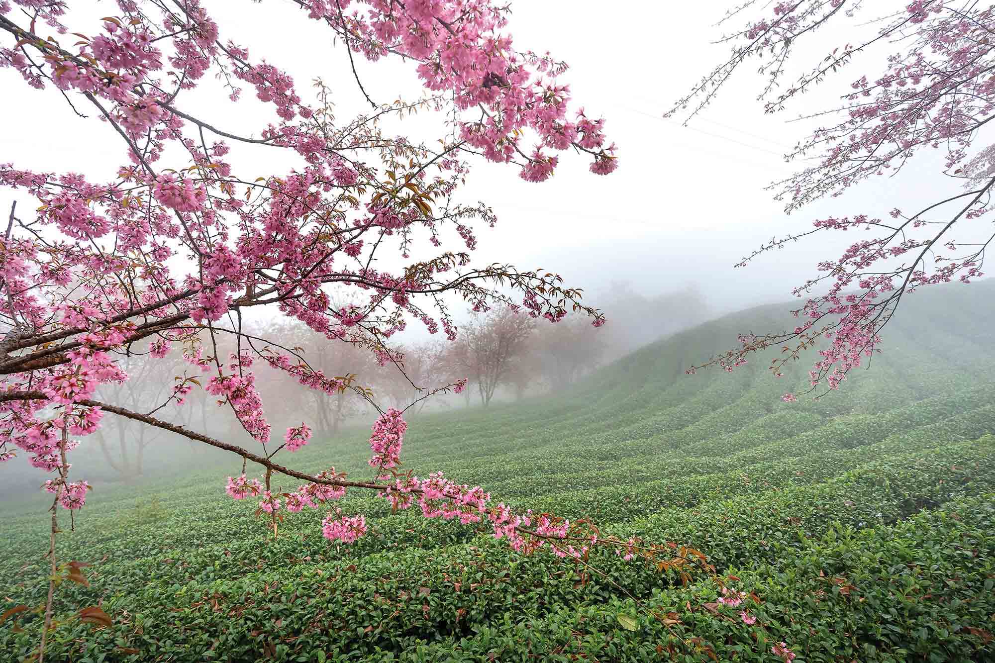 Tea Tree Wallpapers - Top Free Tea Tree Backgrounds - WallpaperAccess