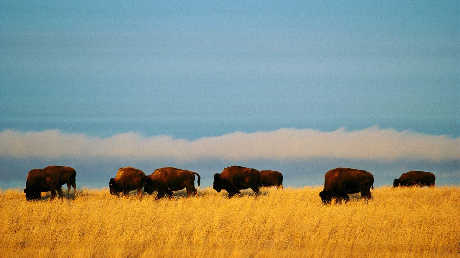 Native American Buffalo Wallpapers - Top Free Native American Buffalo ...