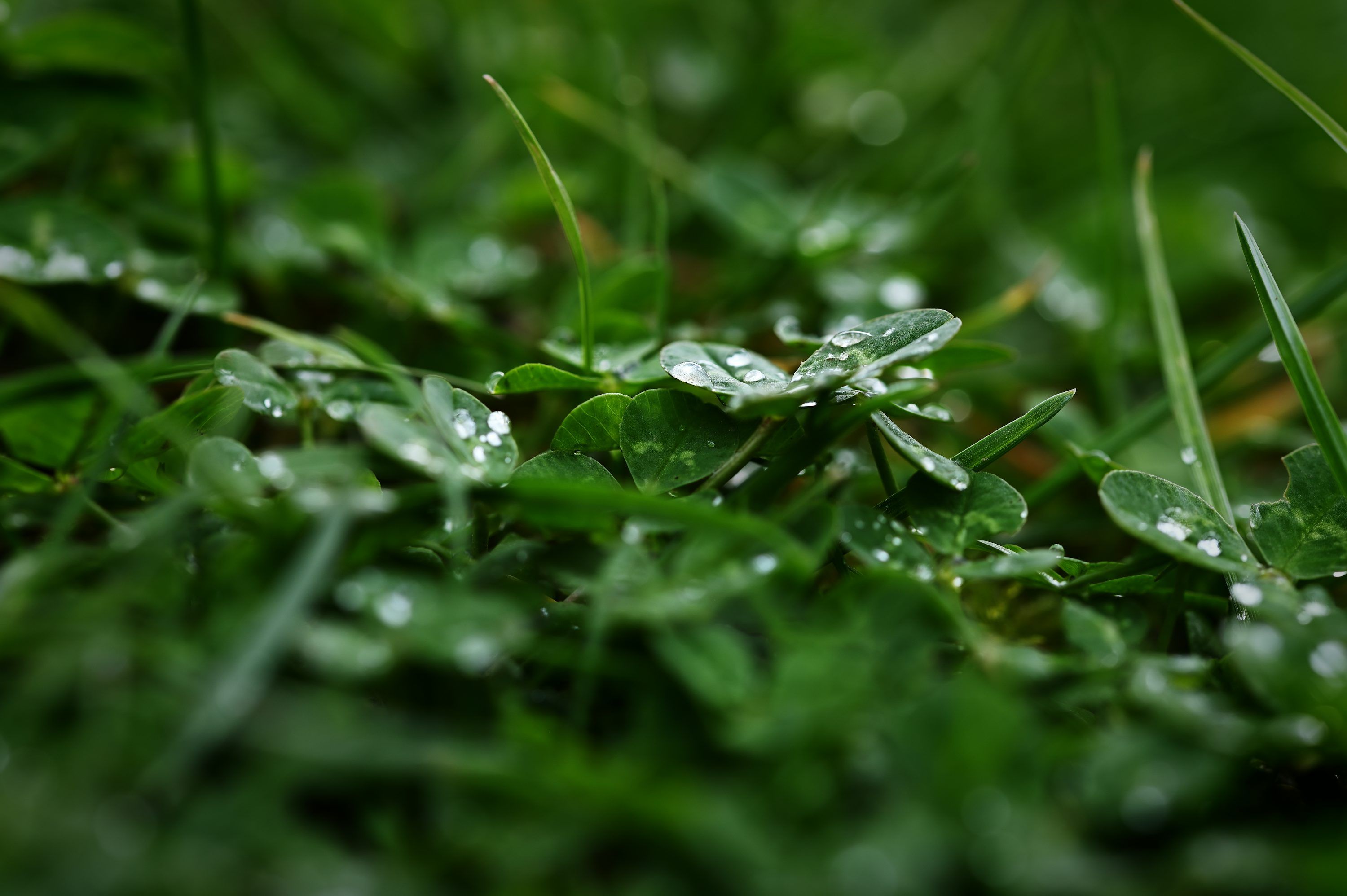 Wet Grass Wallpapers - Top Free Wet Grass Backgrounds - WallpaperAccess