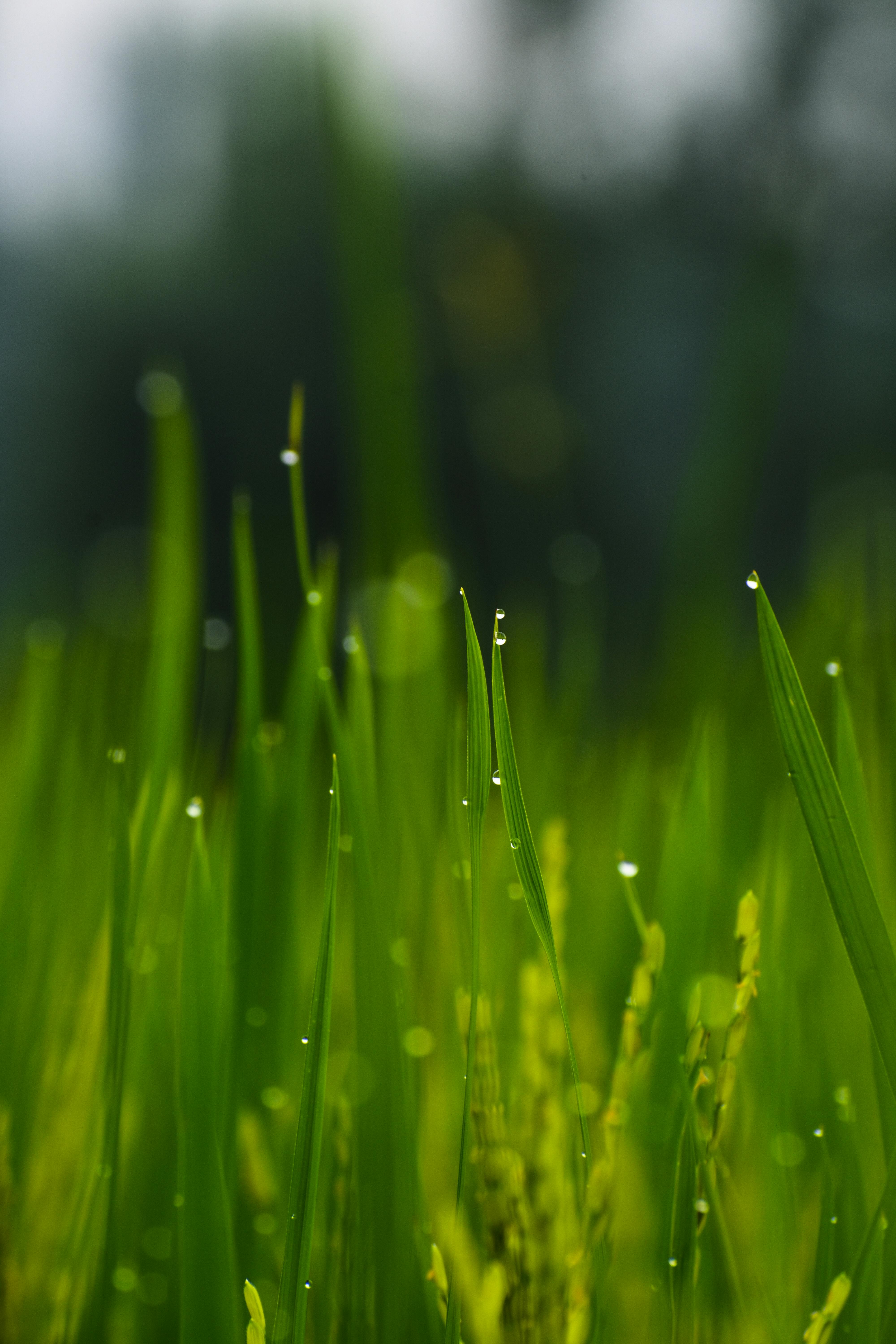 Wet Grass Wallpapers - Top Free Wet Grass Backgrounds - WallpaperAccess