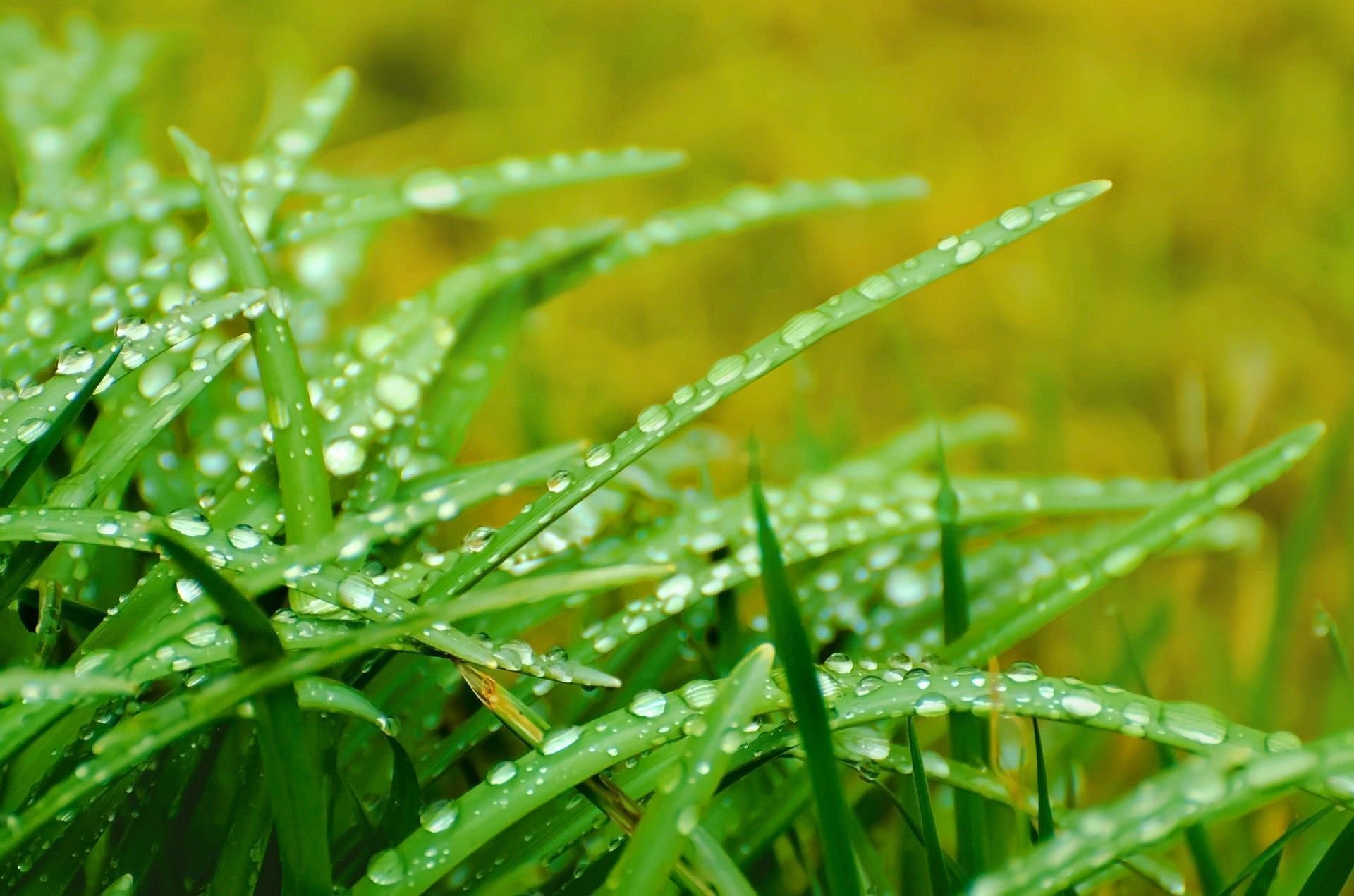 Wet Grass Wallpapers - Top Free Wet Grass Backgrounds - WallpaperAccess