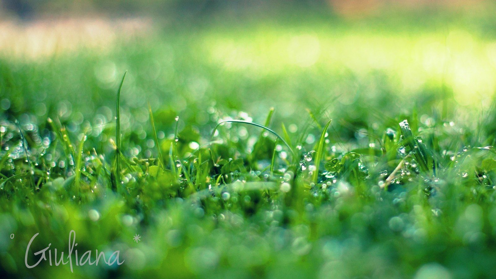 Wet Grass Wallpapers - Top Free Wet Grass Backgrounds - WallpaperAccess