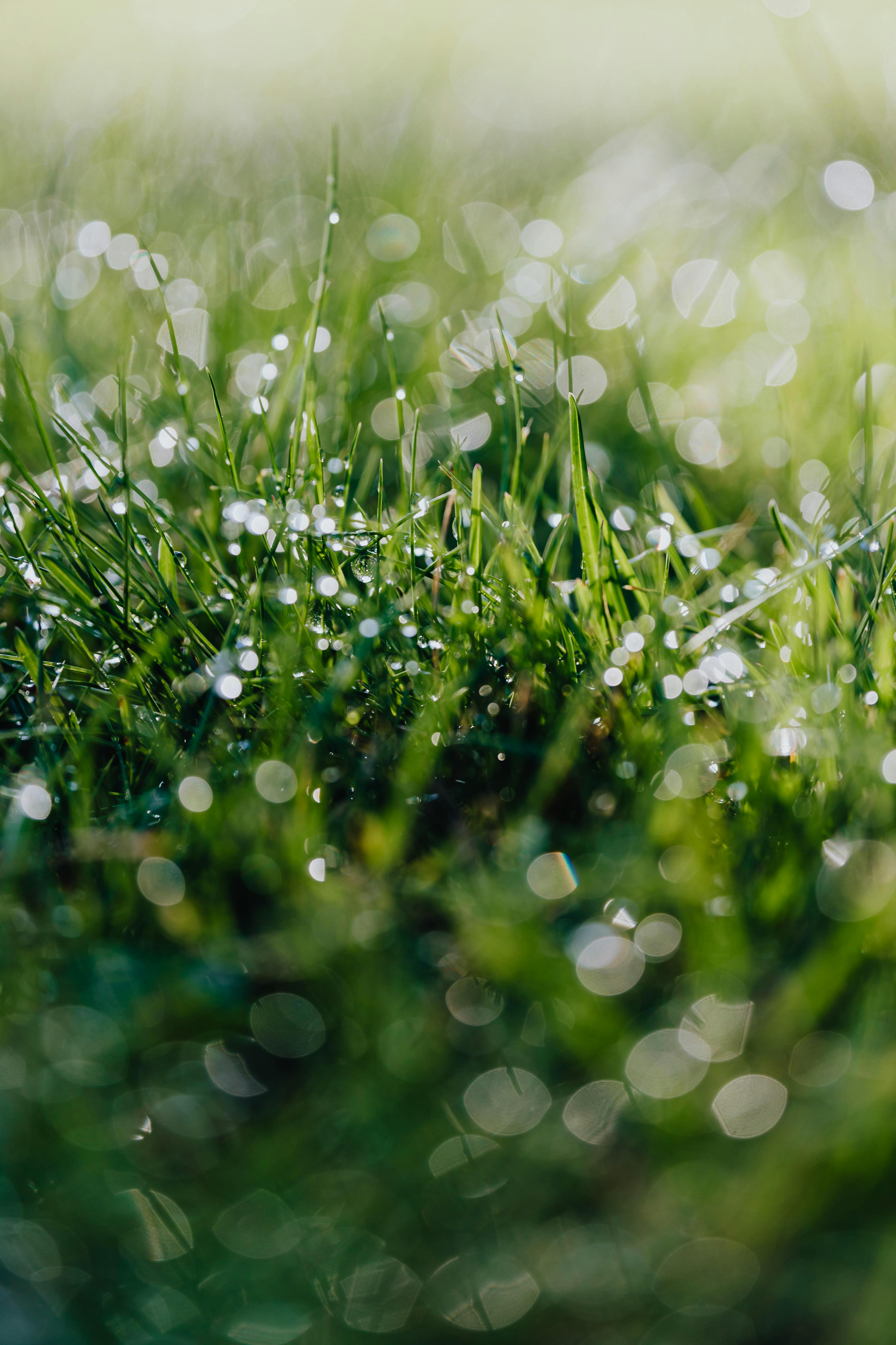 Wet Grass Wallpapers - Top Free Wet Grass Backgrounds - WallpaperAccess