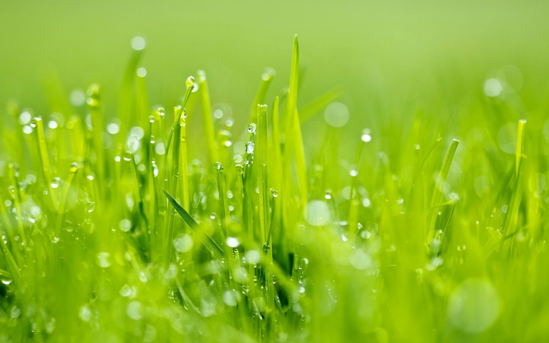 Wet Grass Wallpapers - Top Free Wet Grass Backgrounds - WallpaperAccess