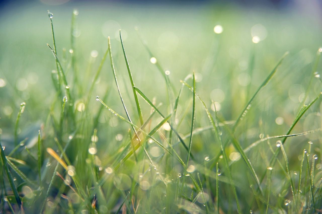 Wet Grass Wallpapers - Top Free Wet Grass Backgrounds - WallpaperAccess